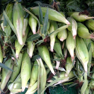 Top Ten Fruits and Vegetables that are in this Season | The Yinova Center